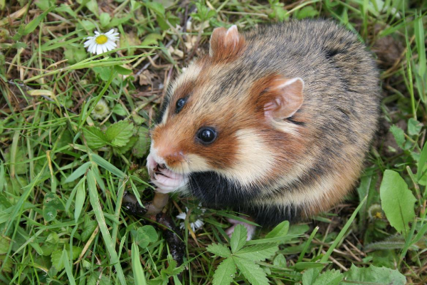 The IUCN updates its Red list of Threatened species